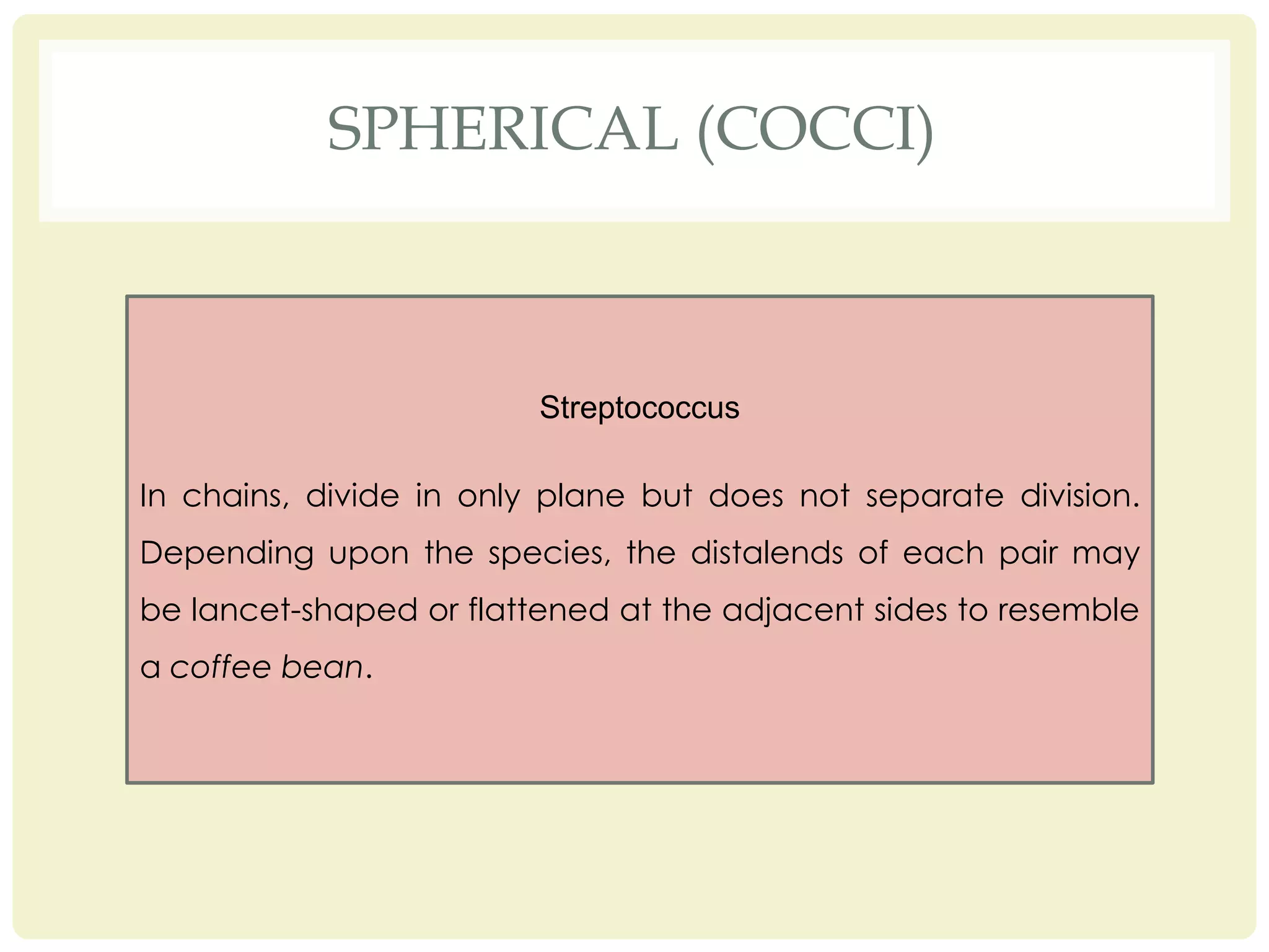 Shapes of bacteria | PPTX