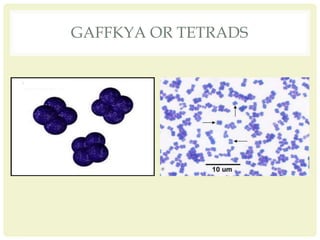 Shapes of bacteria | PPTX