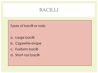 Shapes of bacteria | PPTX