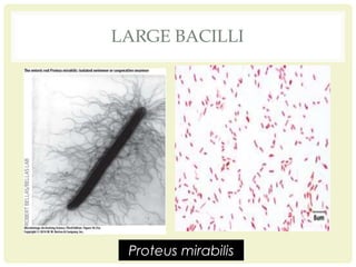 Shapes of bacteria | PPTX