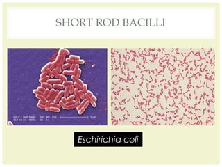 Shapes of bacteria | PPTX