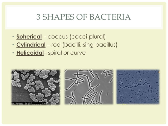 Shapes of bacteria | PPTX | Biological Sciences | Science
