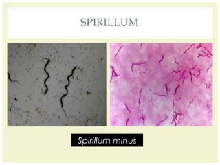 Shapes of bacteria | PPTX