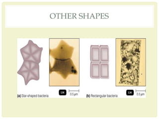 Shapes of bacteria | PPTX