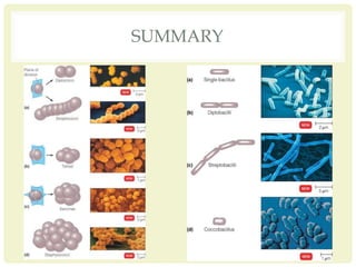 Shapes of bacteria | PPTX