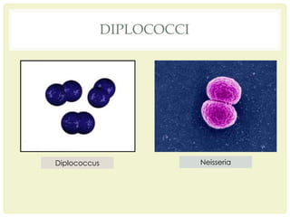 Shapes of bacteria | PPTX
