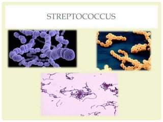 Shapes of bacteria | PPTX