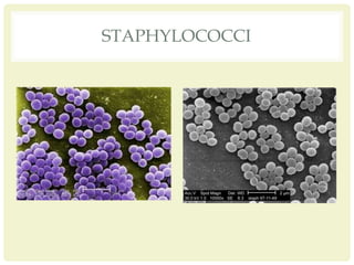 Shapes of bacteria | PPTX
