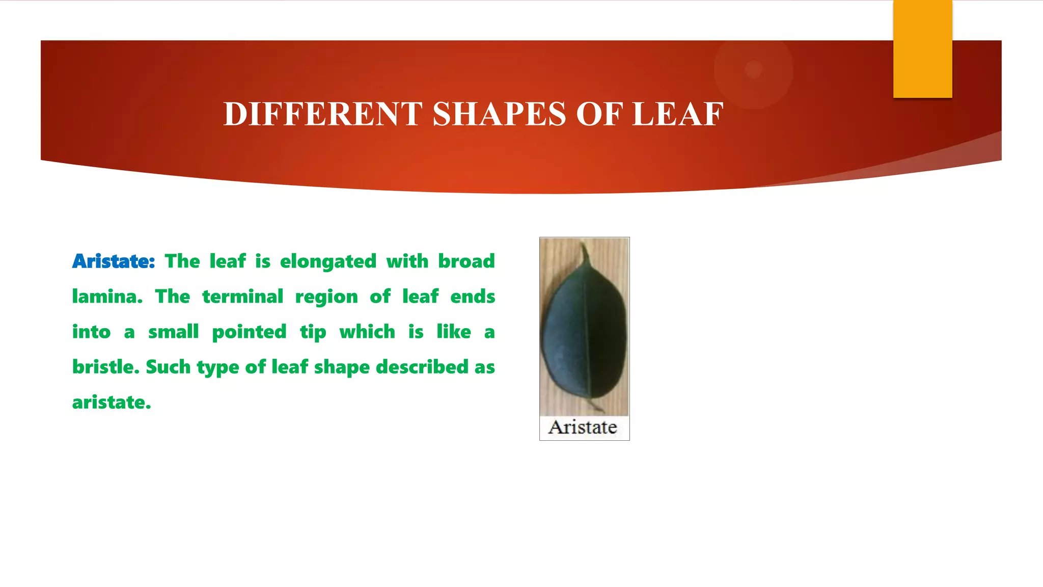 Shapes of plant leaf | PDF
