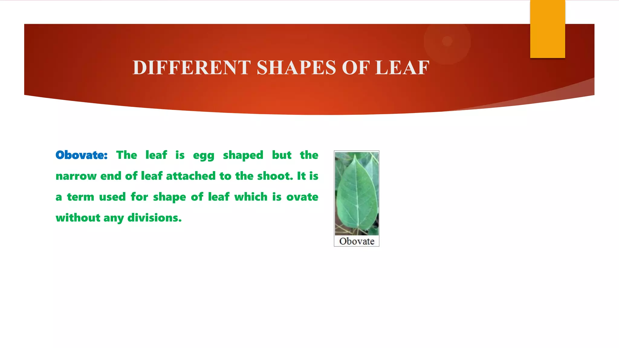 Shapes of plant leaf | PDF