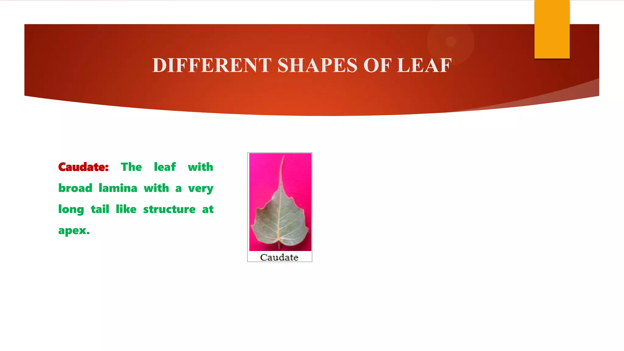 Shapes of plant leaf | PDF