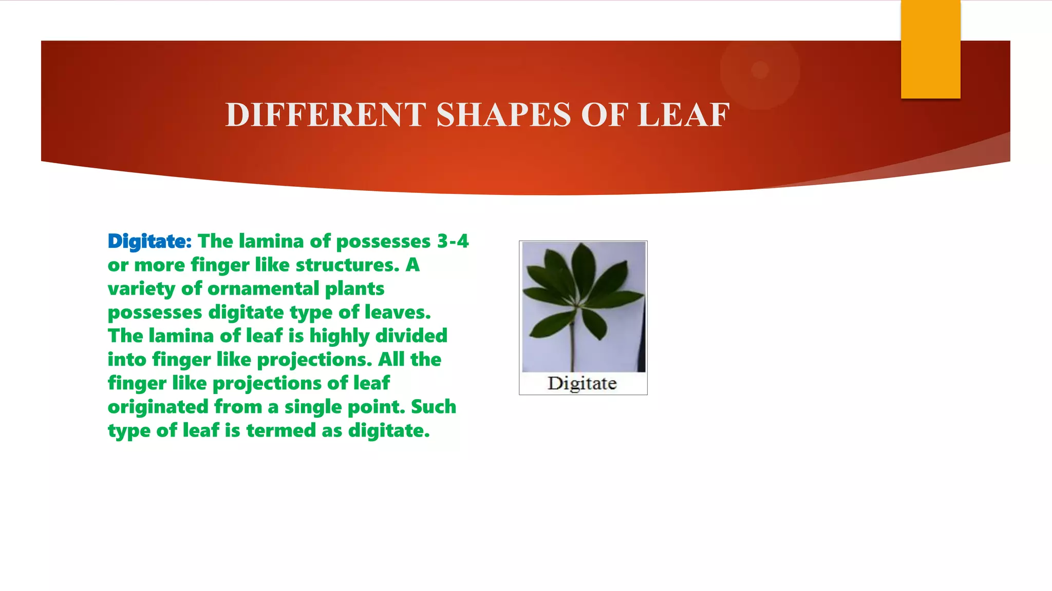 Shapes of plant leaf | PDF