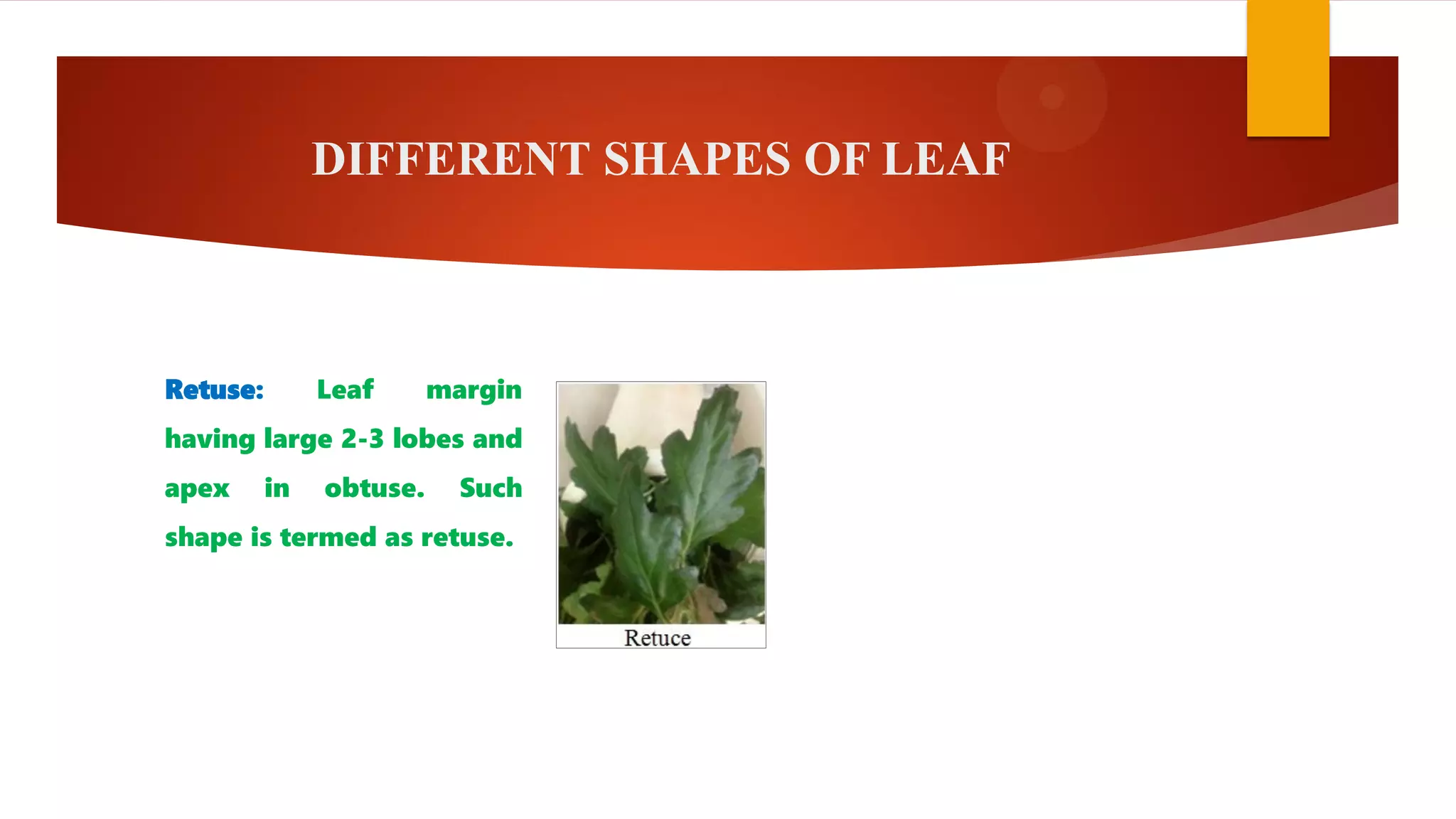 Shapes of plant leaf | PDF