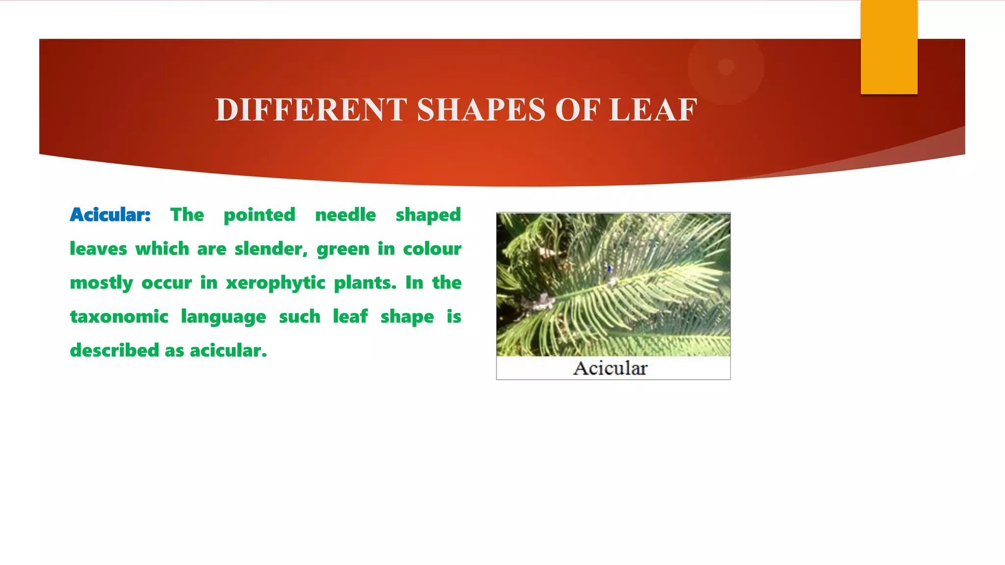 Shapes of plant leaf | PDF