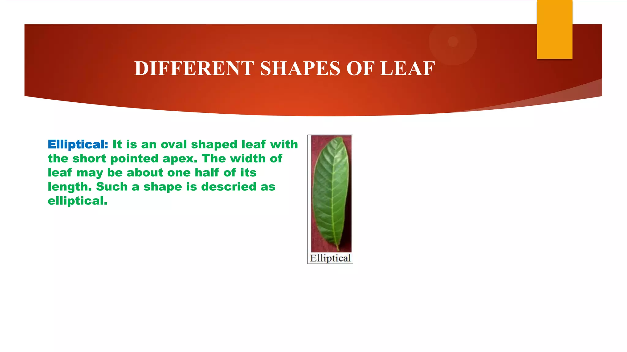 Shapes of plant leaf | PDF
