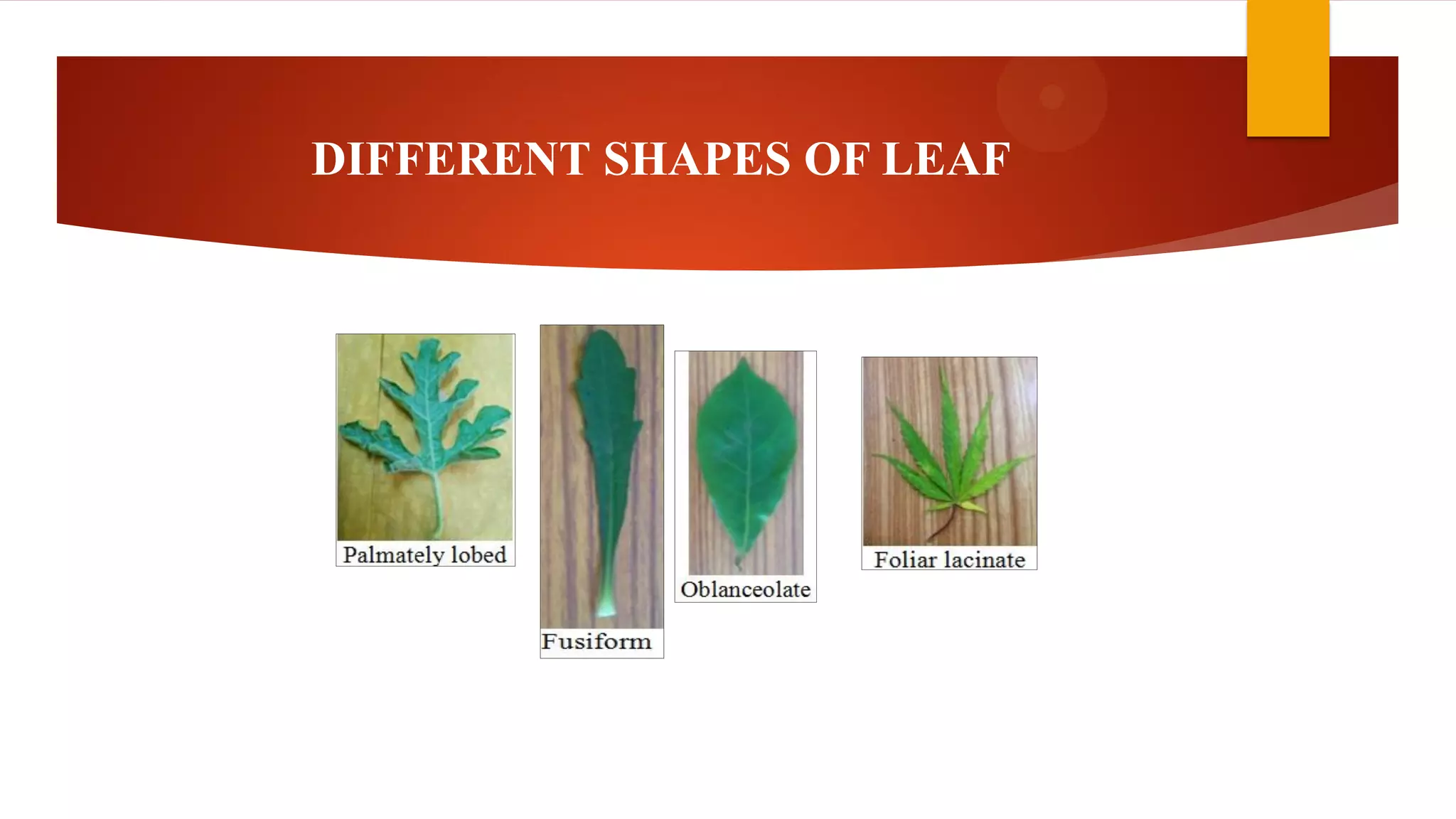 Shapes of plant leaf | PDF