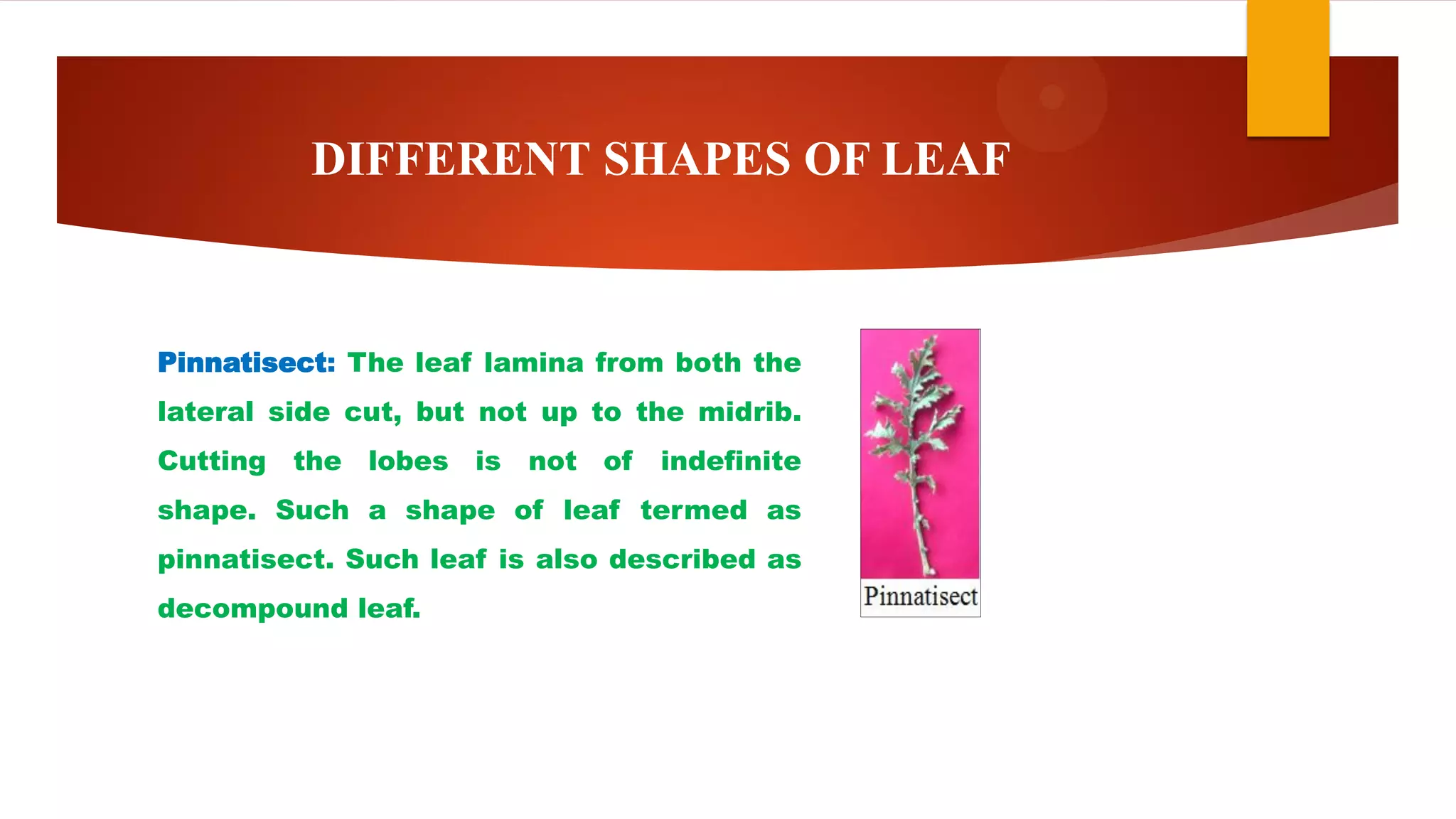 Shapes of plant leaf | PDF