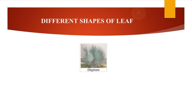 Shapes of plant leaf | PDF
