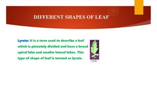 Shapes of plant leaf | PDF