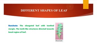 Shapes of plant leaf | PDF