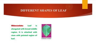 Shapes of plant leaf | PDF