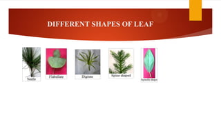 Shapes of plant leaf | PDF