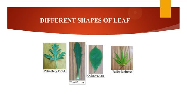 Shapes of plant leaf | PDF
