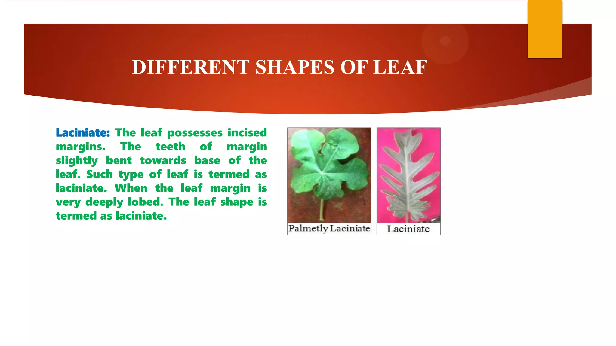 Different Shapes of leaf | PDF