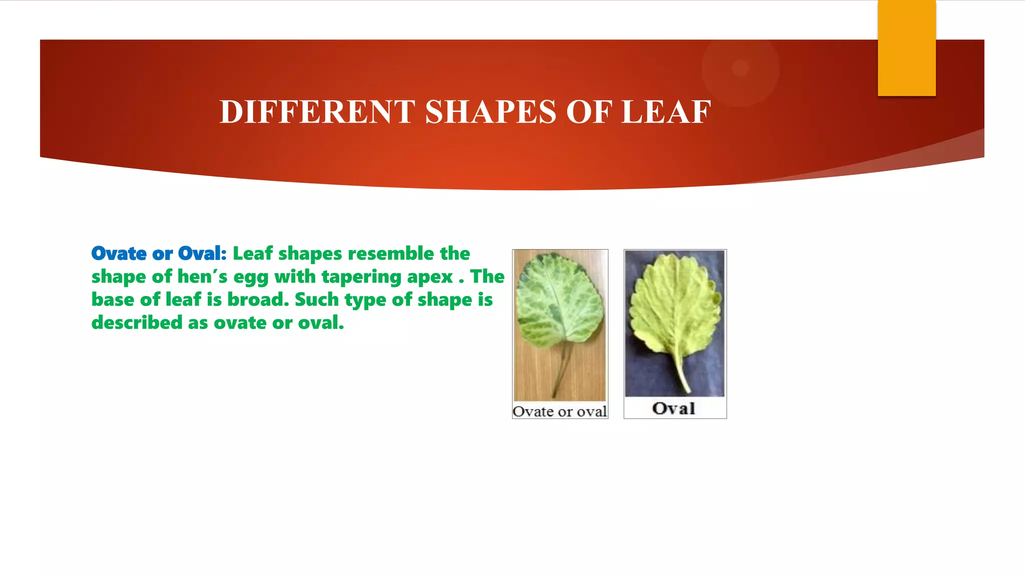 Different Shapes of leaf | PDF