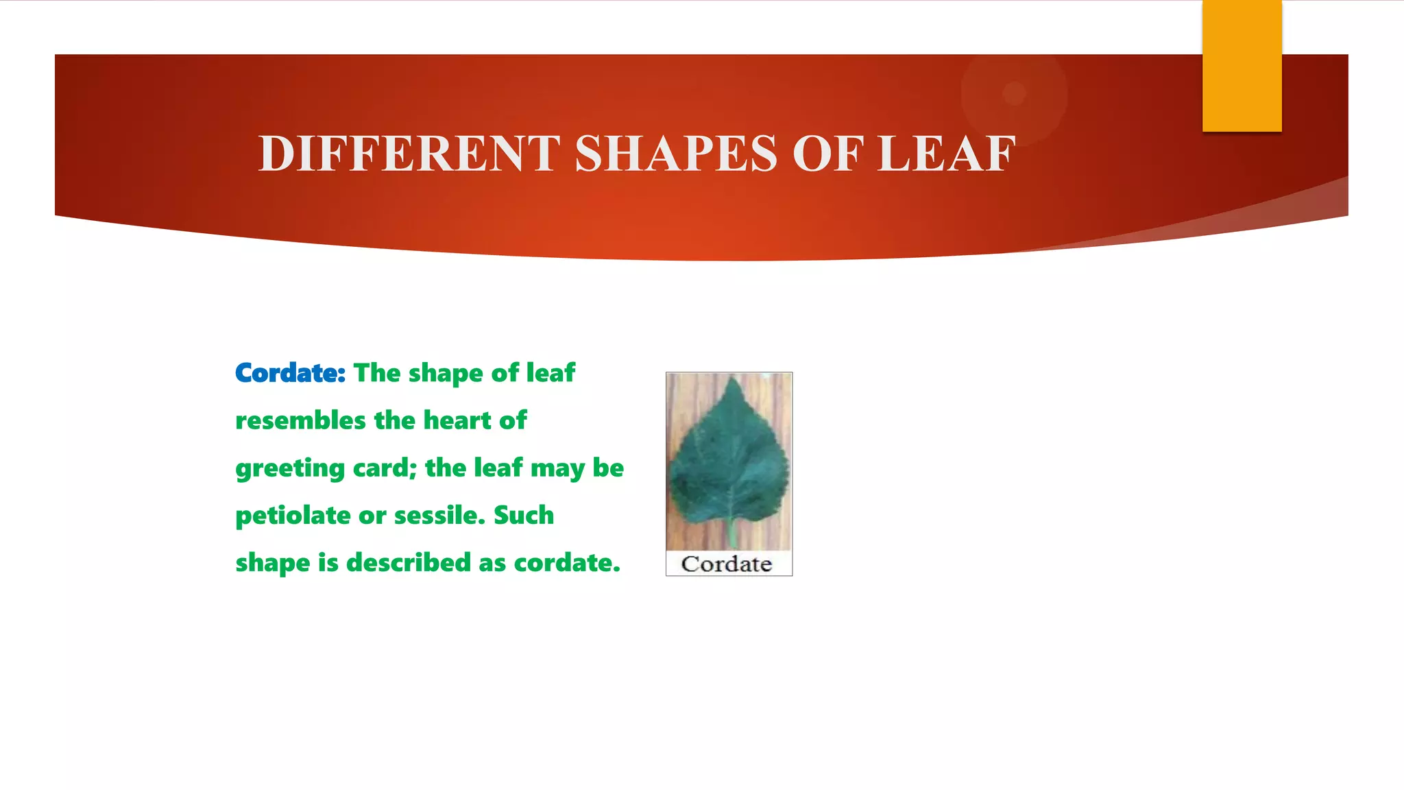 Different Shapes of leaf | PDF