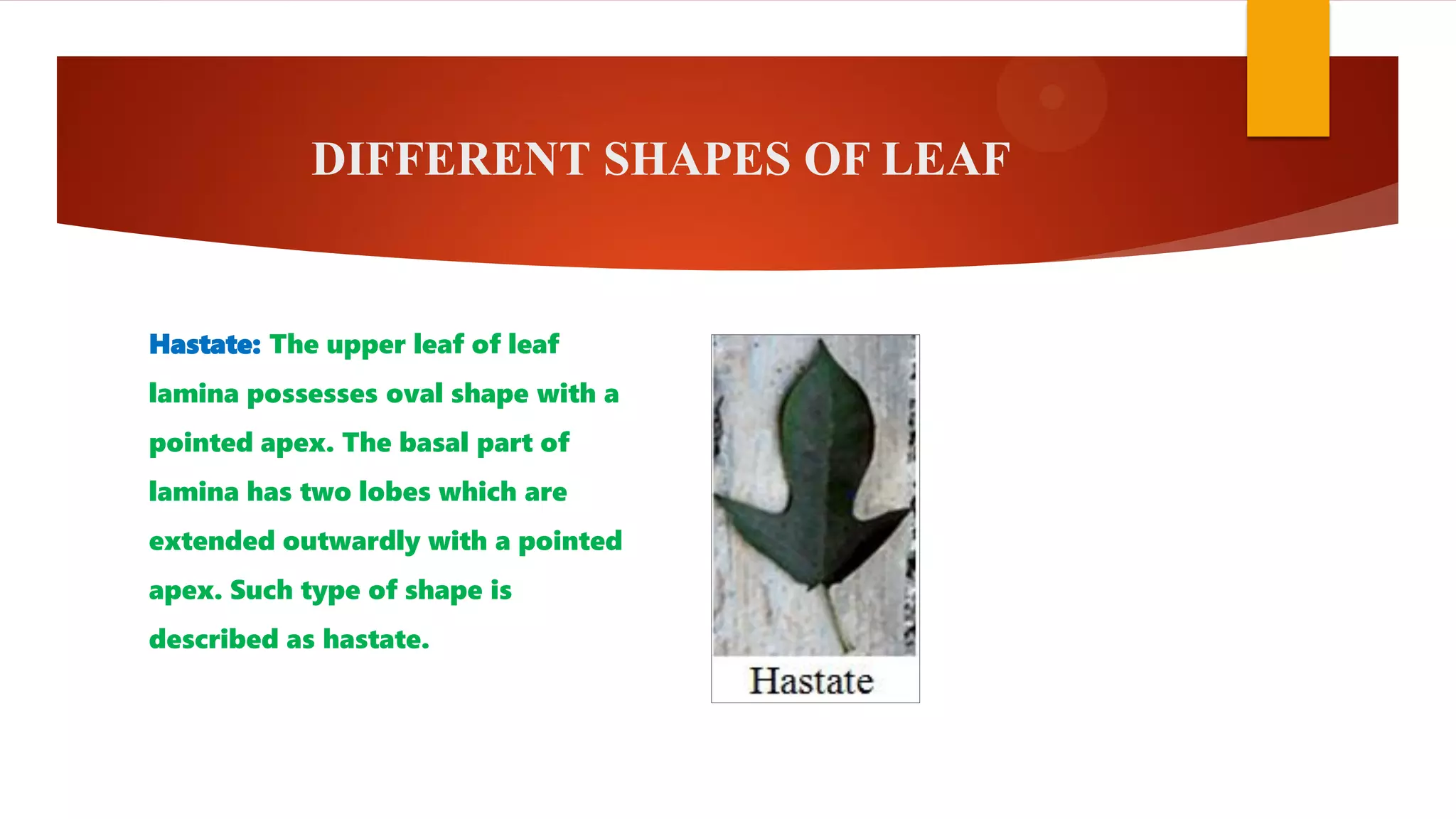 Different Shapes of leaf | PDF