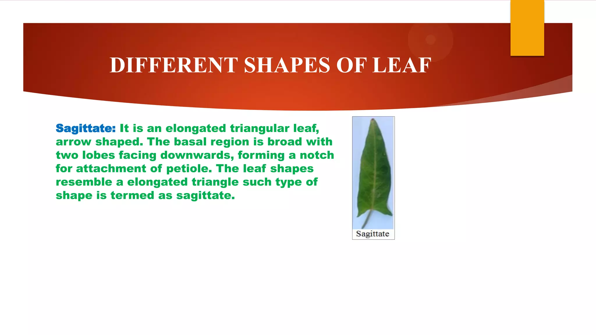 Different Shapes of leaf | PDF