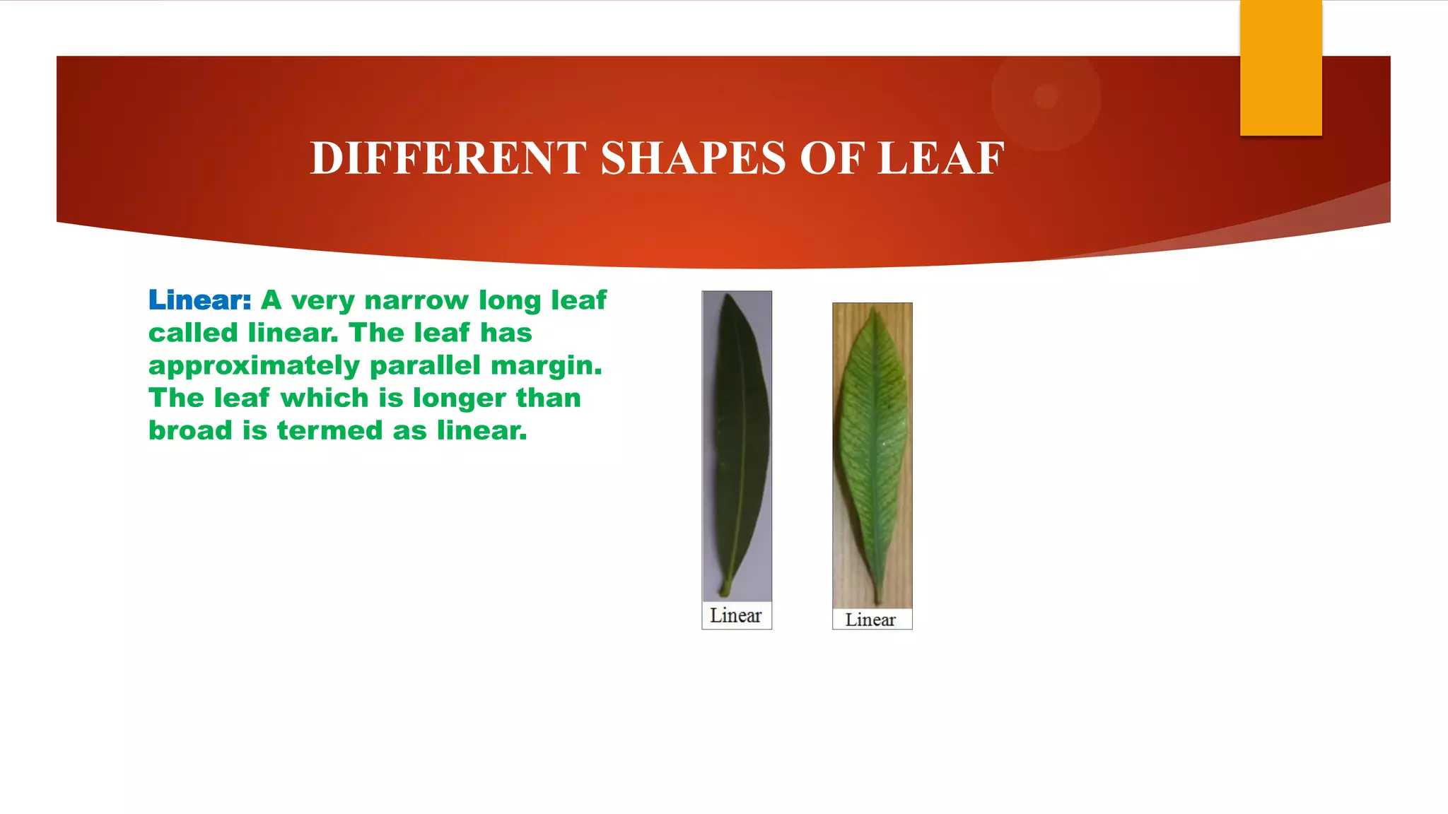Different Shapes of leaf | PDF