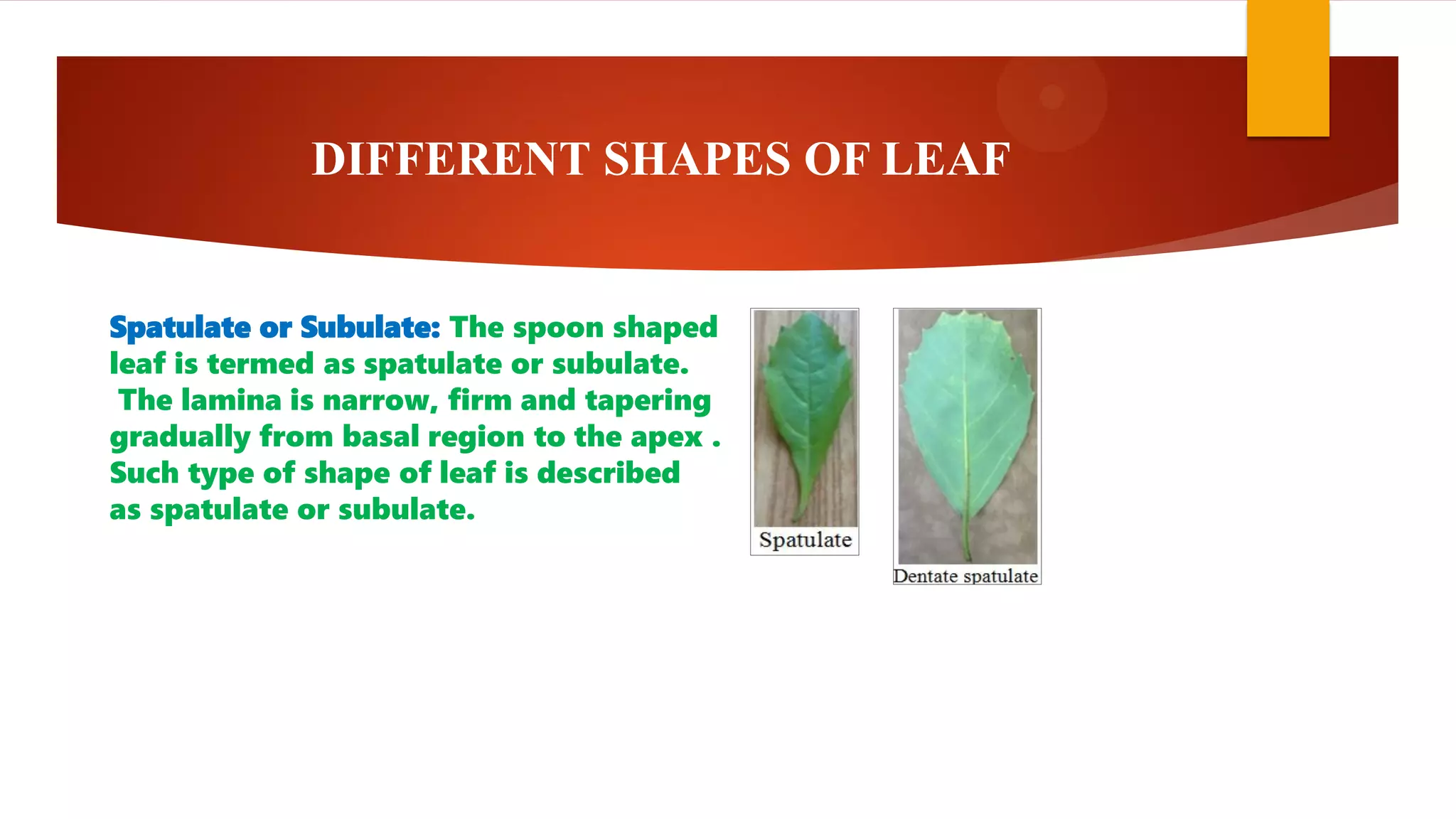 Different Shapes of leaf | PDF
