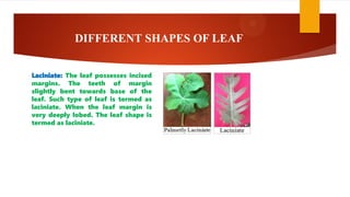 Different Shapes of leaf | PDF