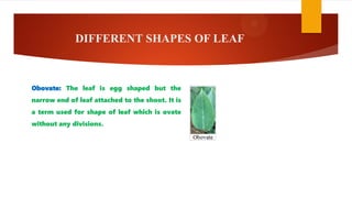 Different Shapes of leaf | PDF