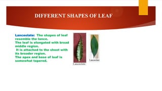 Different Shapes of leaf | PDF