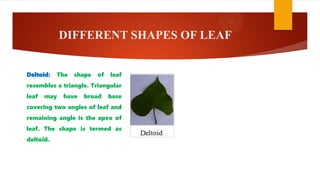 Different Shapes of leaf | PDF