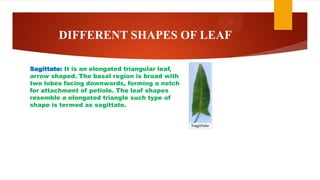 Different Shapes of leaf | PDF