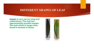 Different Shapes of leaf | PDF
