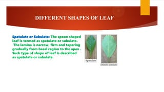 Different Shapes of leaf | PDF