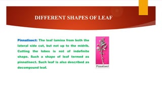 Different Shapes of leaf | PDF