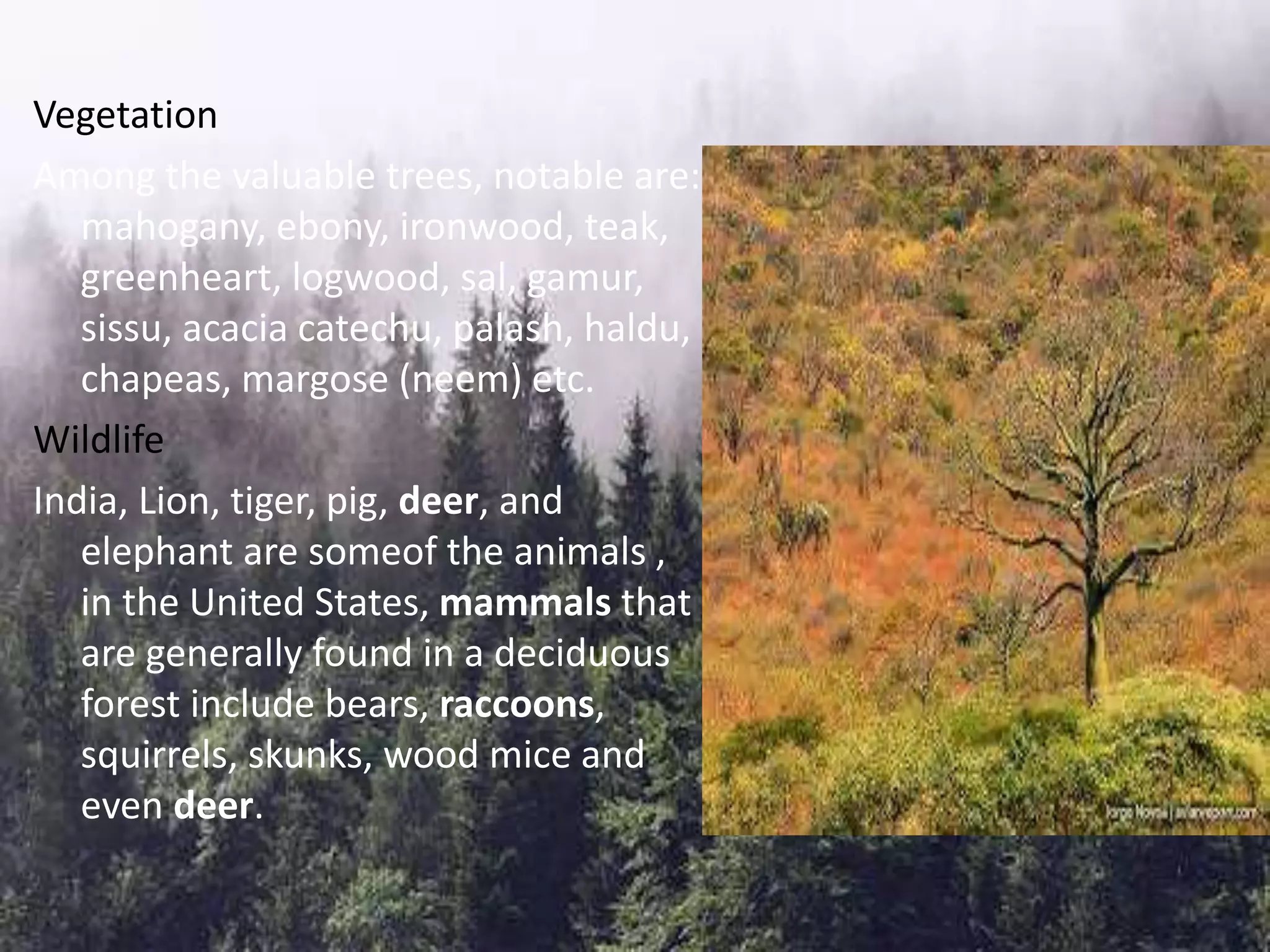 types of forest | PPTX