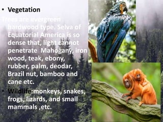 types of forest | PPTX