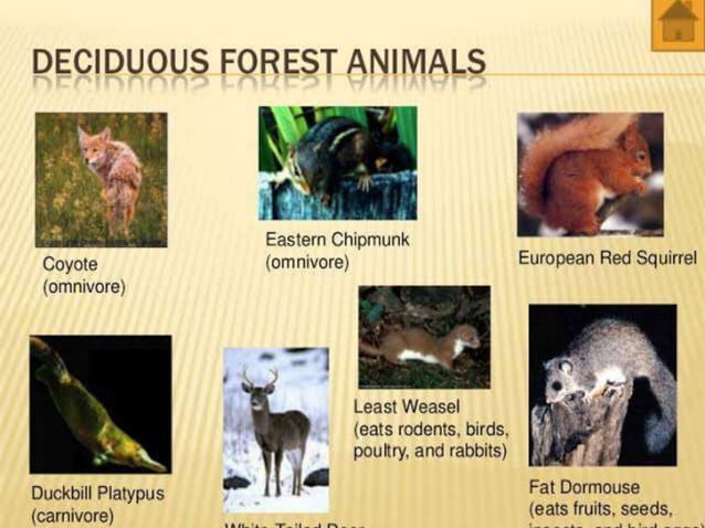 types of forest | PPTX | Geography | Science