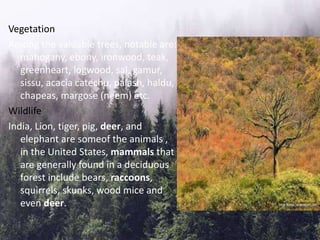 types of forest | PPTX