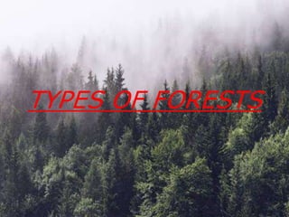 types of forest | PPTX