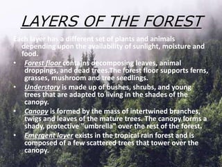 types of forest | PPTX