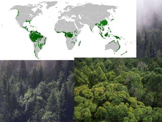 types of forest | PPTX
