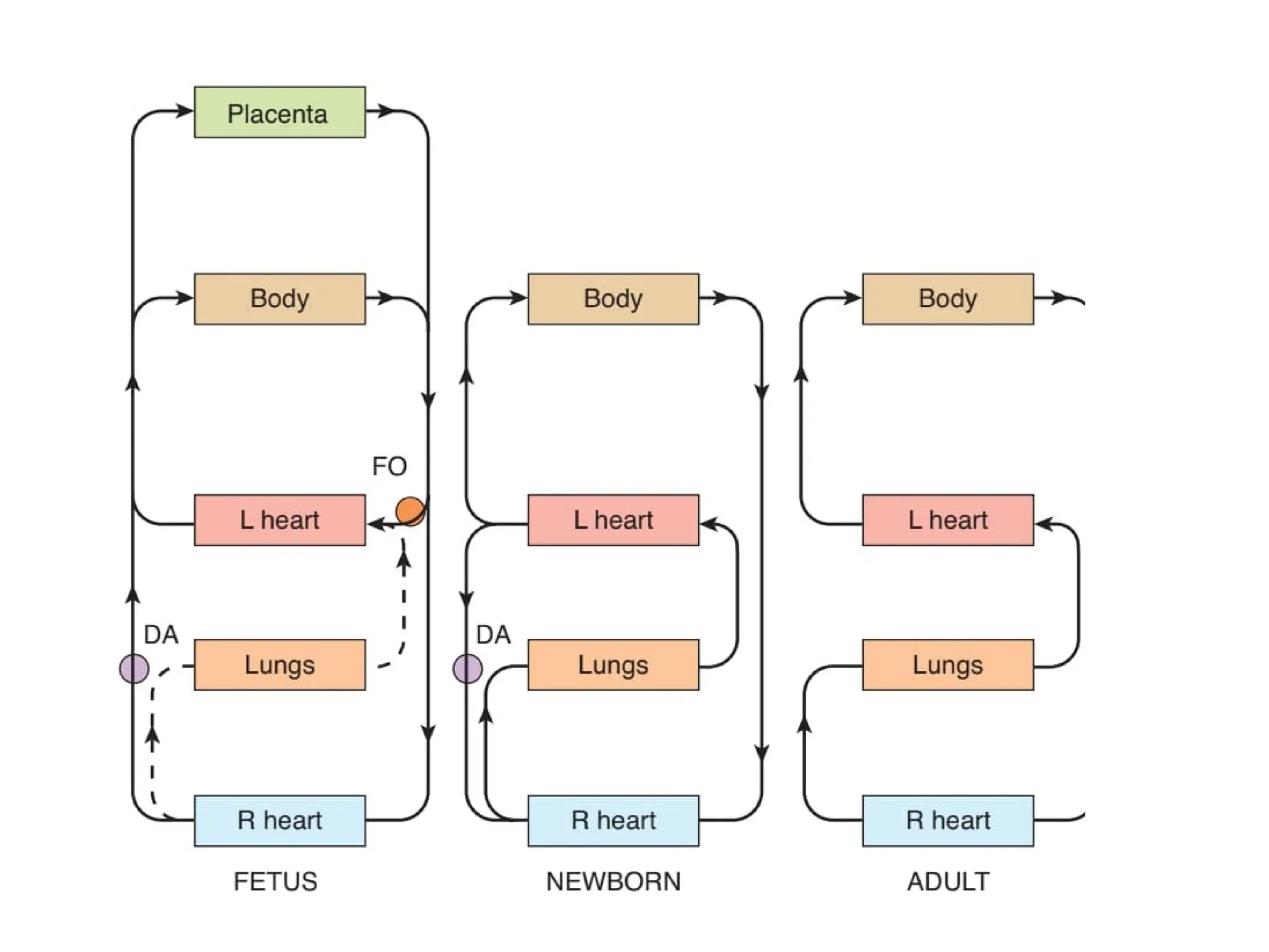 Congenital heart failure and fetal circulation.pptx